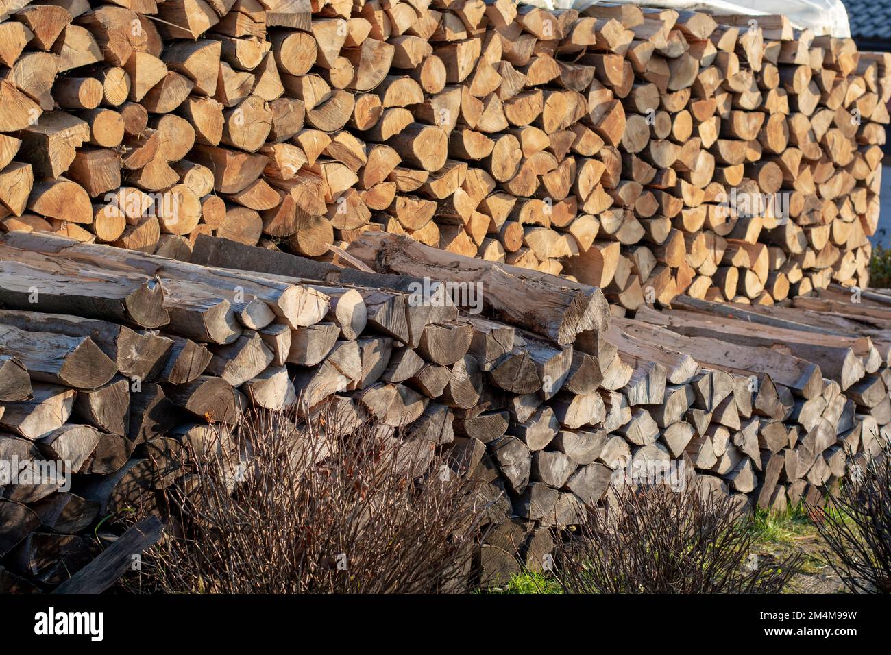 A woodpile of chopped hardwood. A big pile of beech firewood logs ...