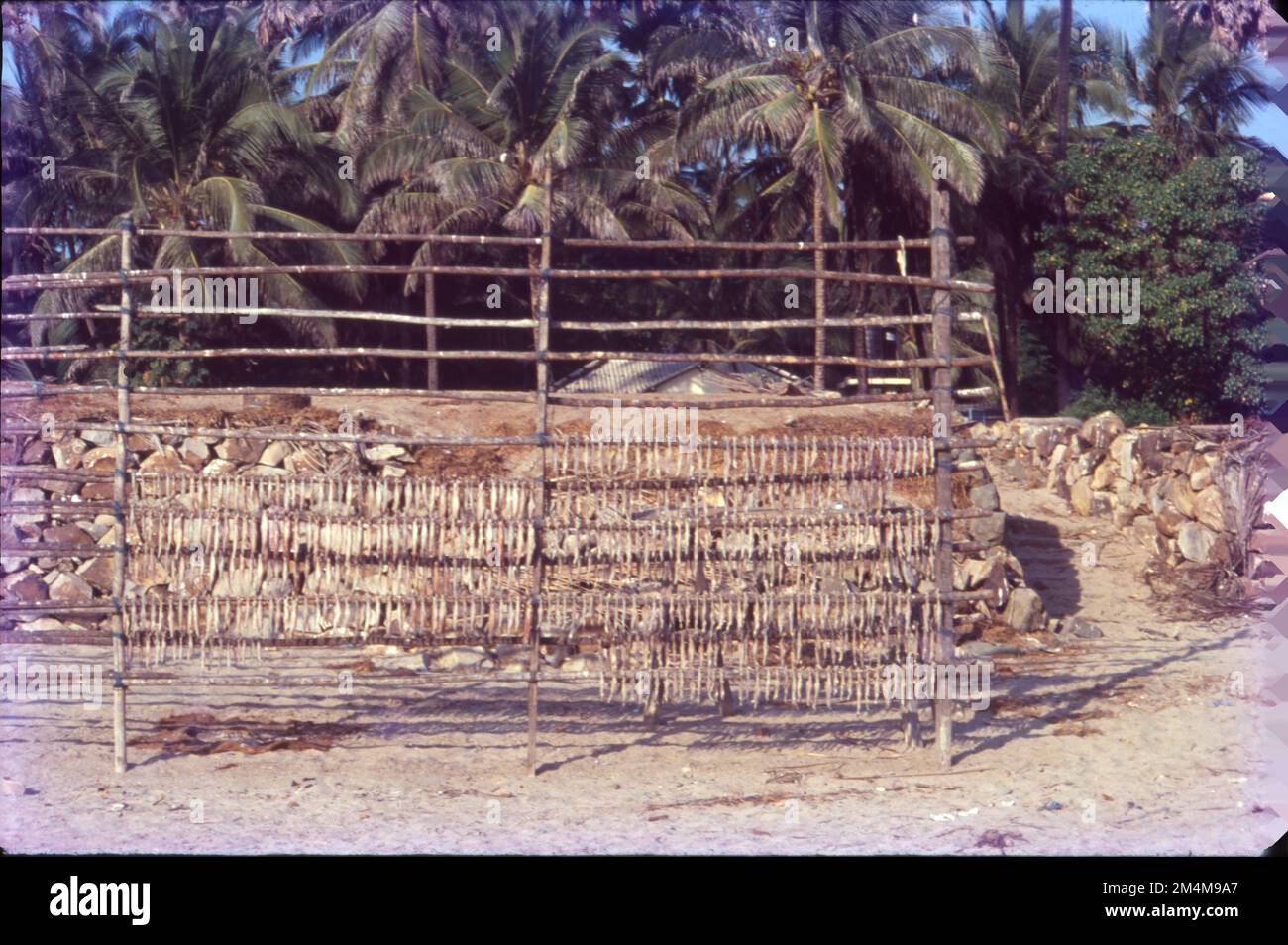 The Kolis, a traditional fishing community in Maharashtra. Koli, the ...