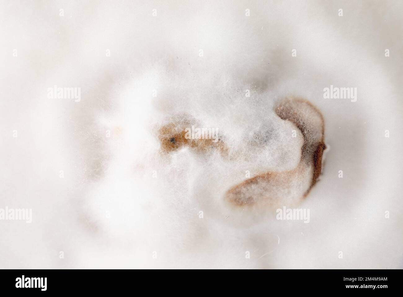 Macro of Psilocybe cubensis or Stropharia cubensis mycelium grown in ...