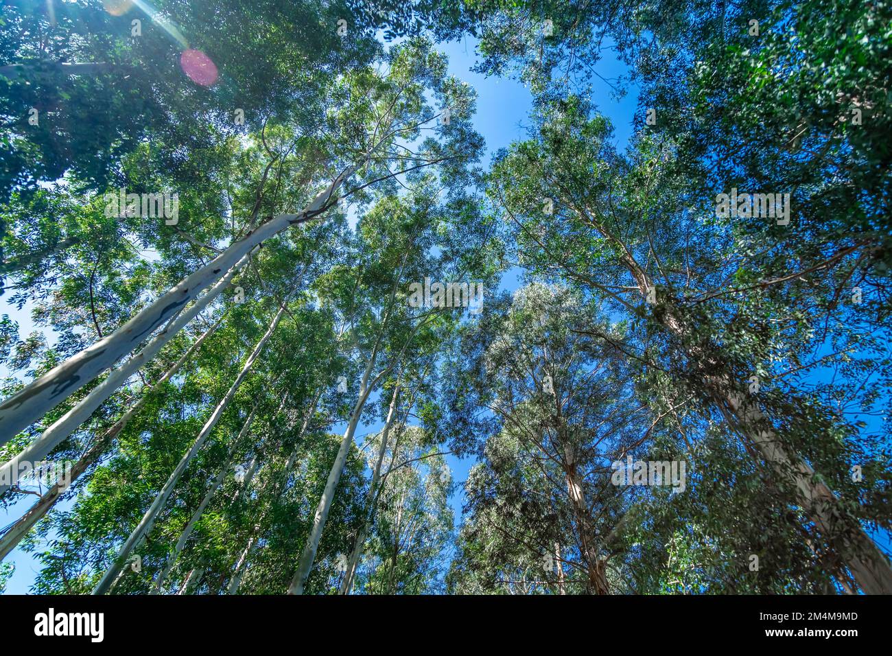 tree crowns in the forest Stock Photo - Alamy