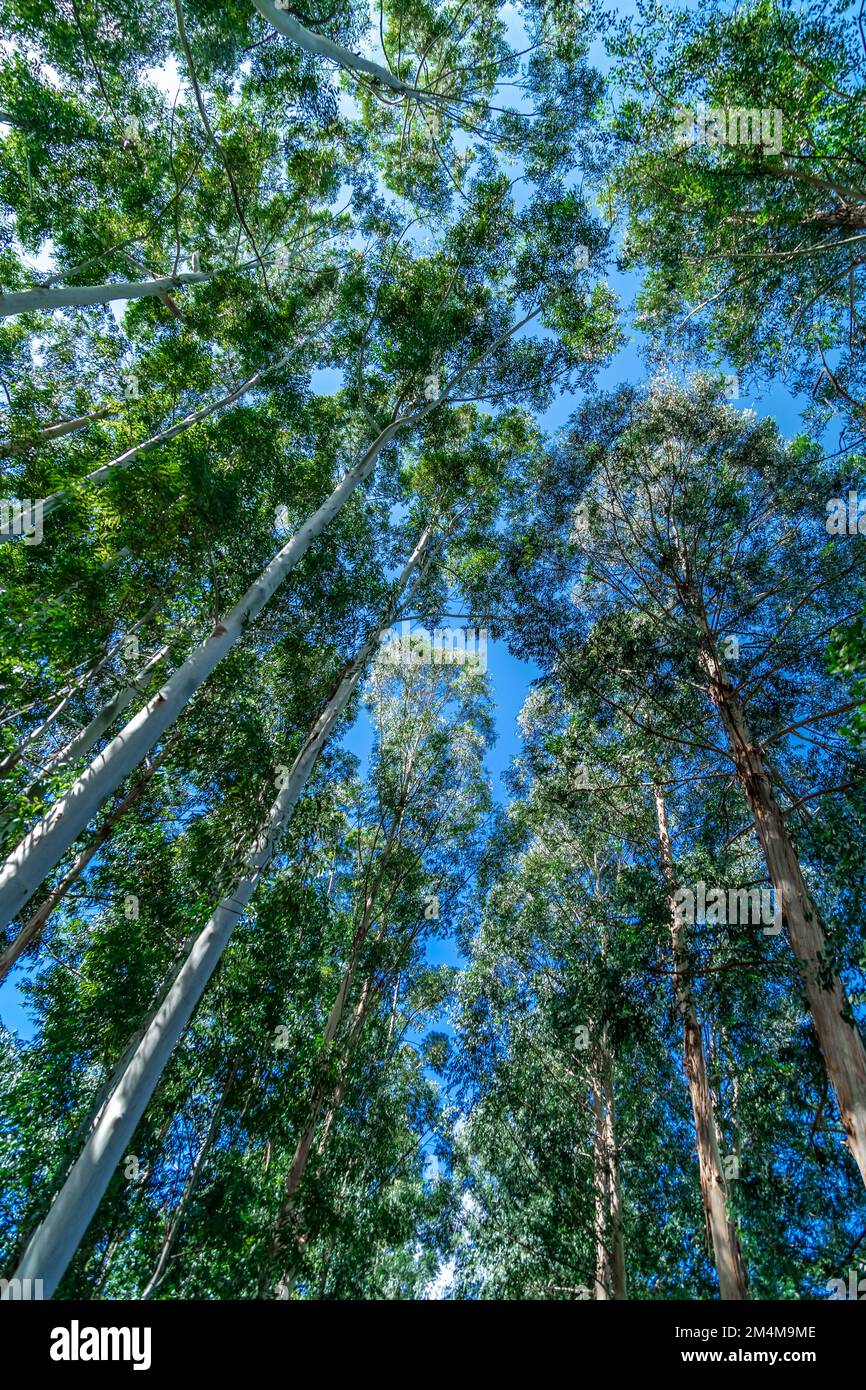tree crowns in the forest Stock Photo - Alamy