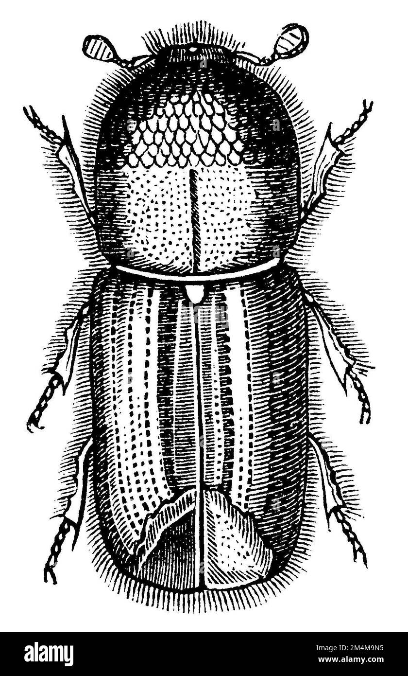 european spruce bark beetle, Ips typographus, anonym (biology book ...