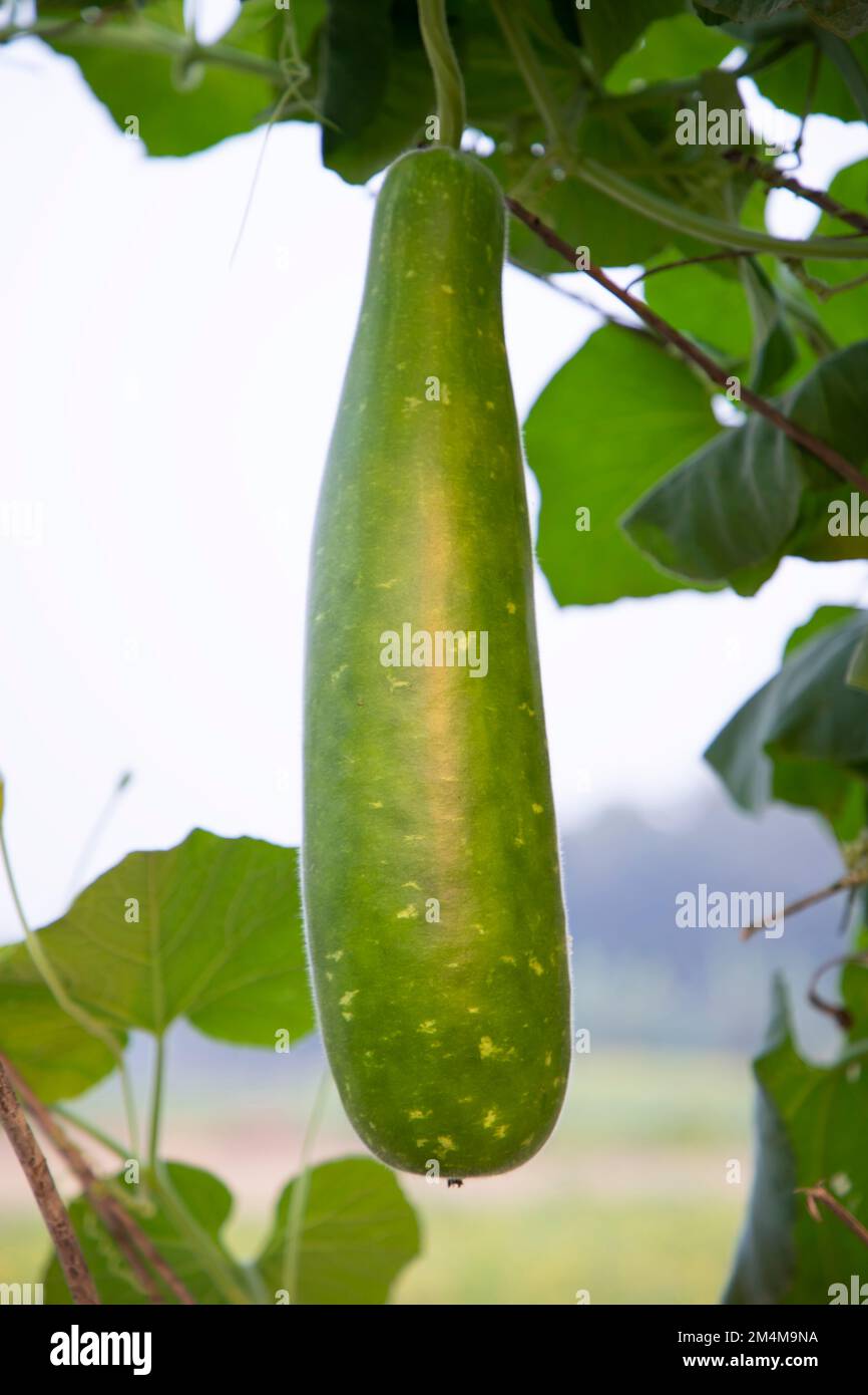 Green Bottle guard hanging on the garden tree branch Stock Photo - Alamy
