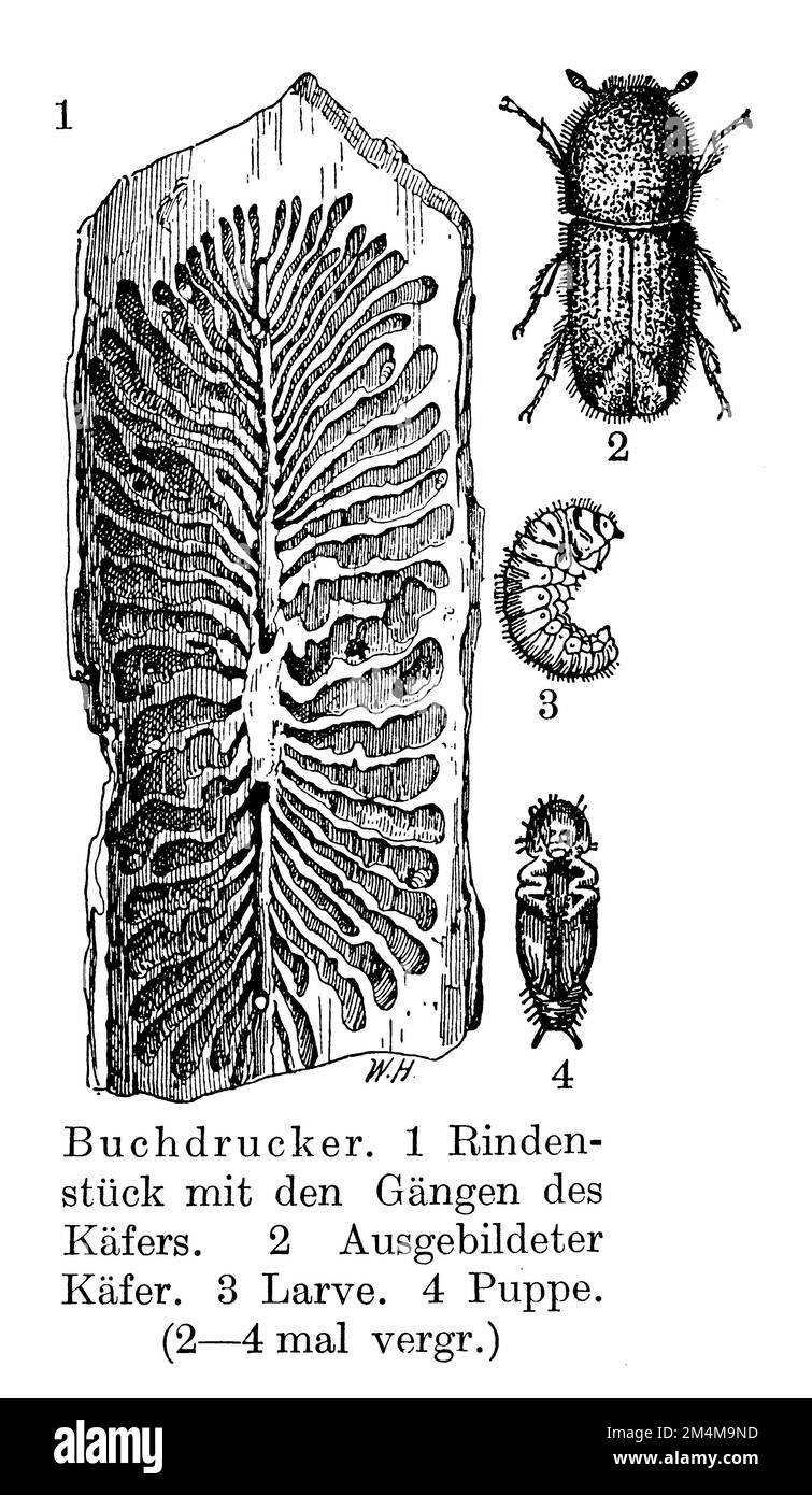 Ips typographus Black and White Stock Photos & Images - Alamy