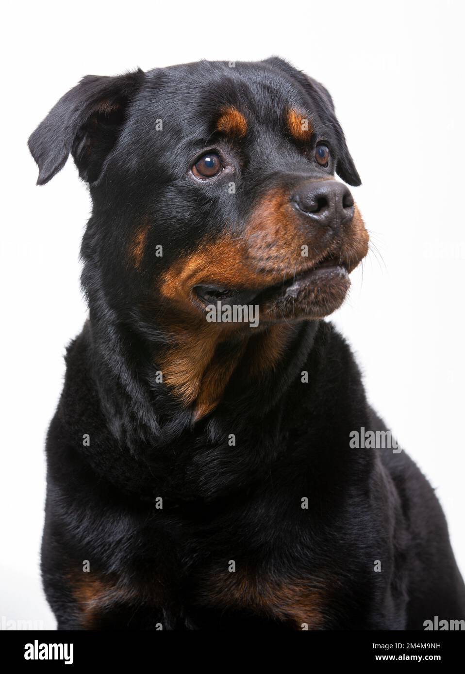 Rottweiler smiling hi-res stock photography and images - Alamy