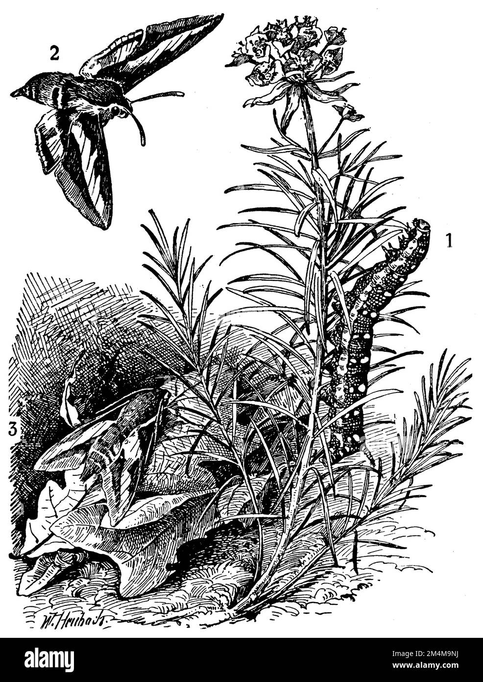 spurge hawk-moth, Hyles euphorbiae, W[alter] Heubach (zoology book ...