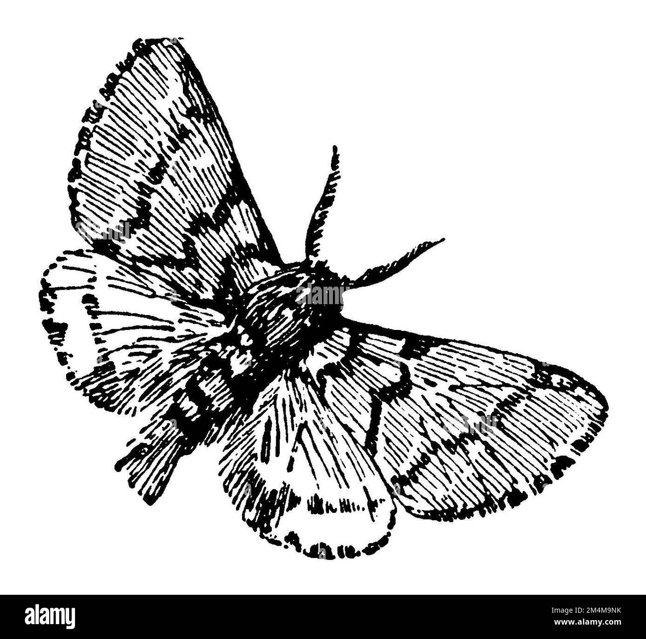 Eichen prozessionsspinner Black and White Stock Photos & Images - Alamy