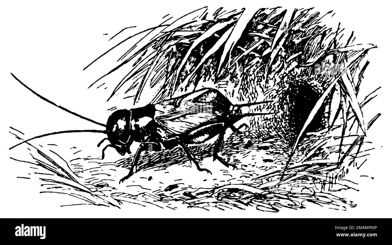 Field cricket in front of her cave, Gryllus campestris, W[alter ...