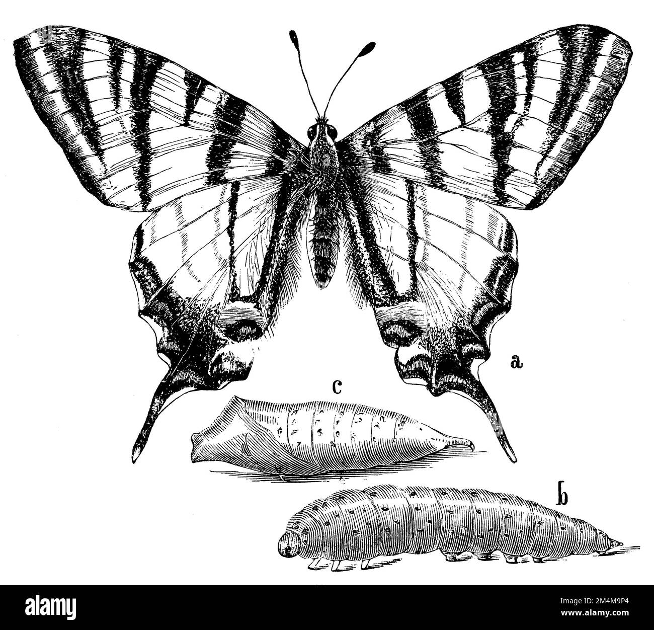Scarce Swallowtail, b caterpillar and c pupa, Iphiclides podalirius ...