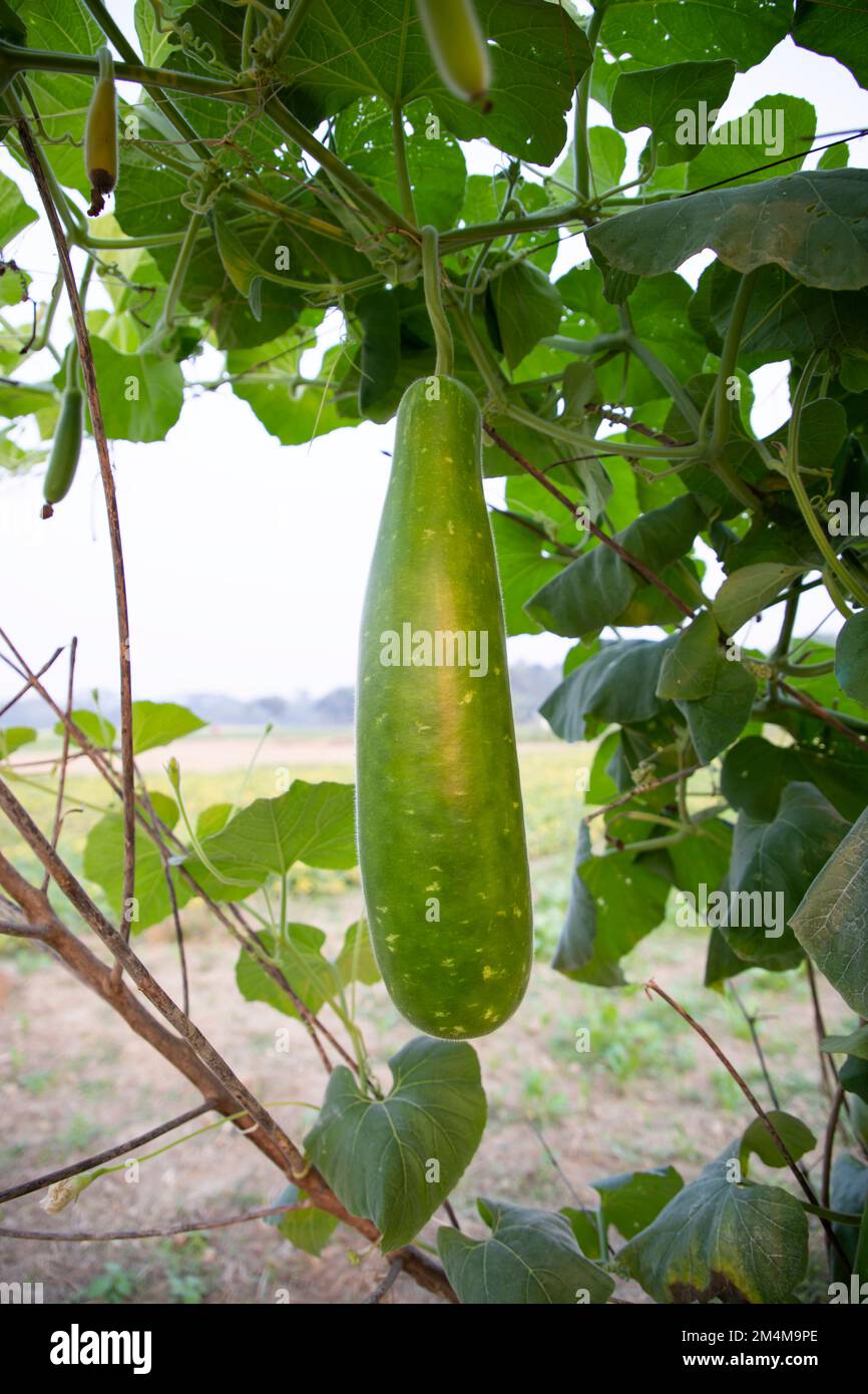 Green Bottle guard hanging on the garden tree branch Stock Photo - Alamy