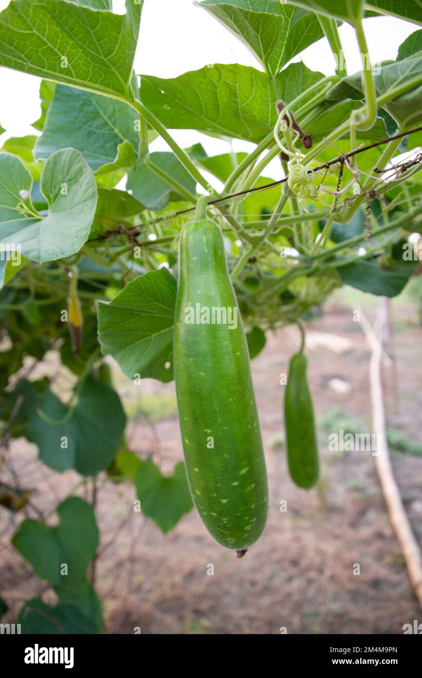 Green Bottle guard hanging on the garden tree branch Stock Photo - Alamy