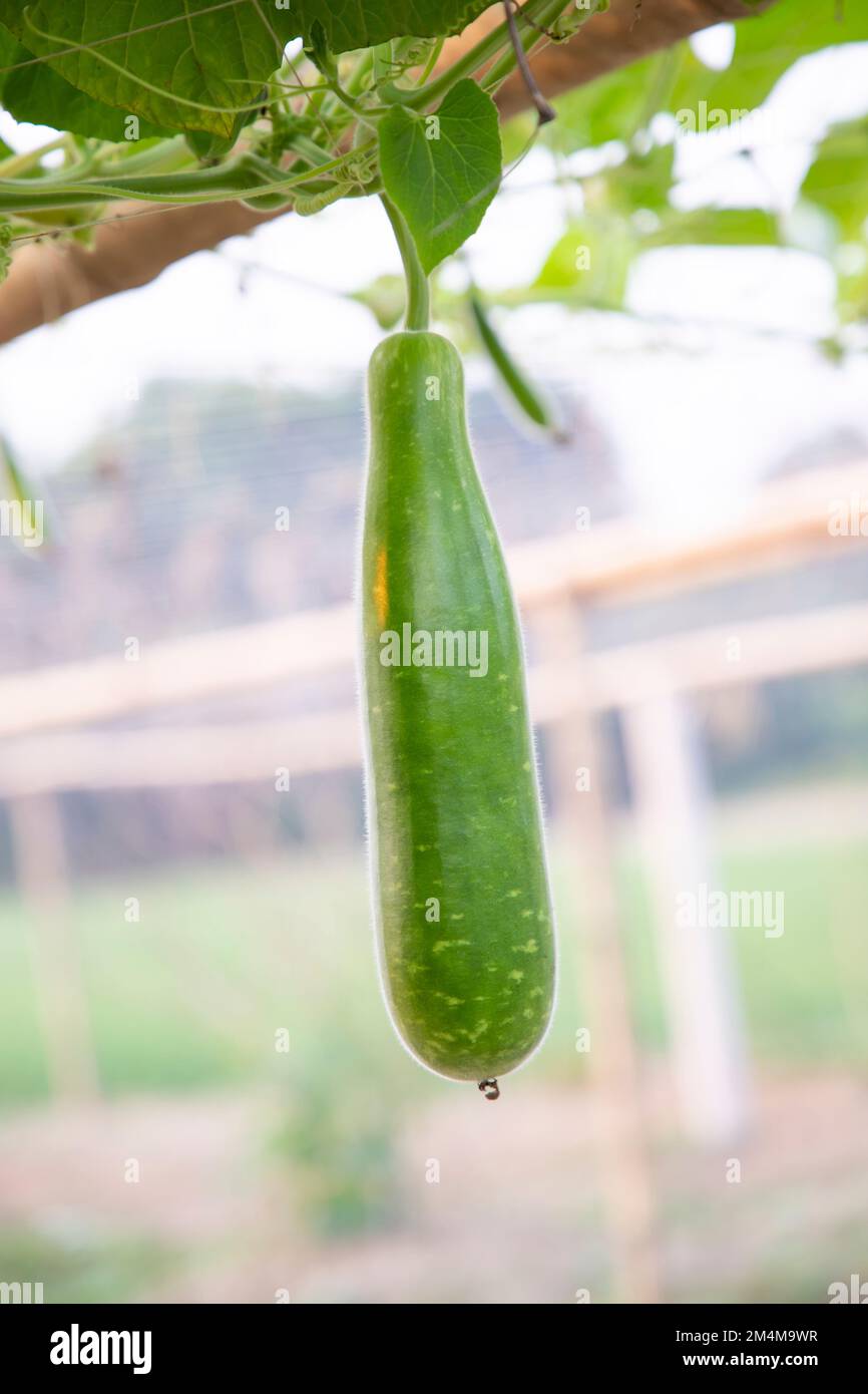 Green Bottle guard hanging on the garden tree branch with the blurry ...