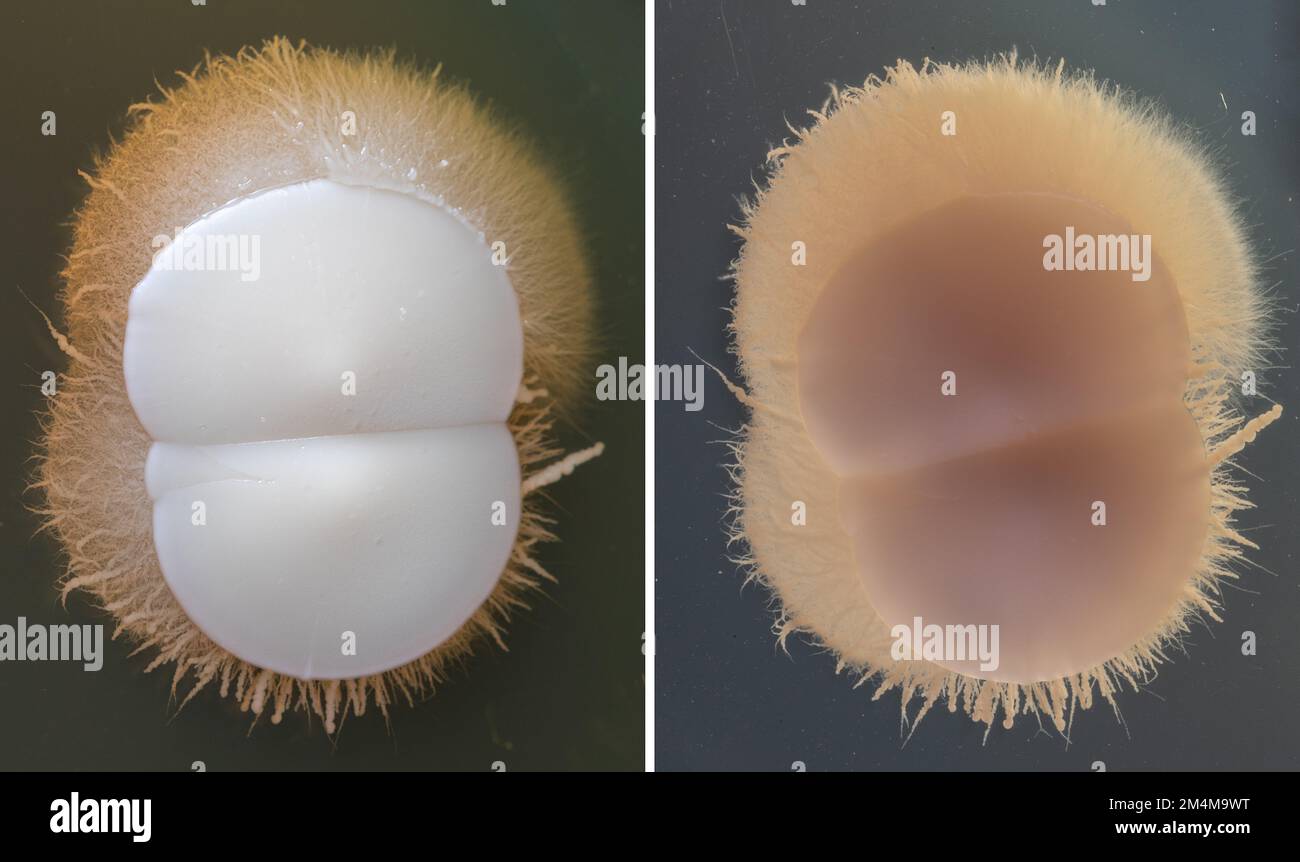 Double colony of Candida albicans that developed hyphae. Dimorphism ...