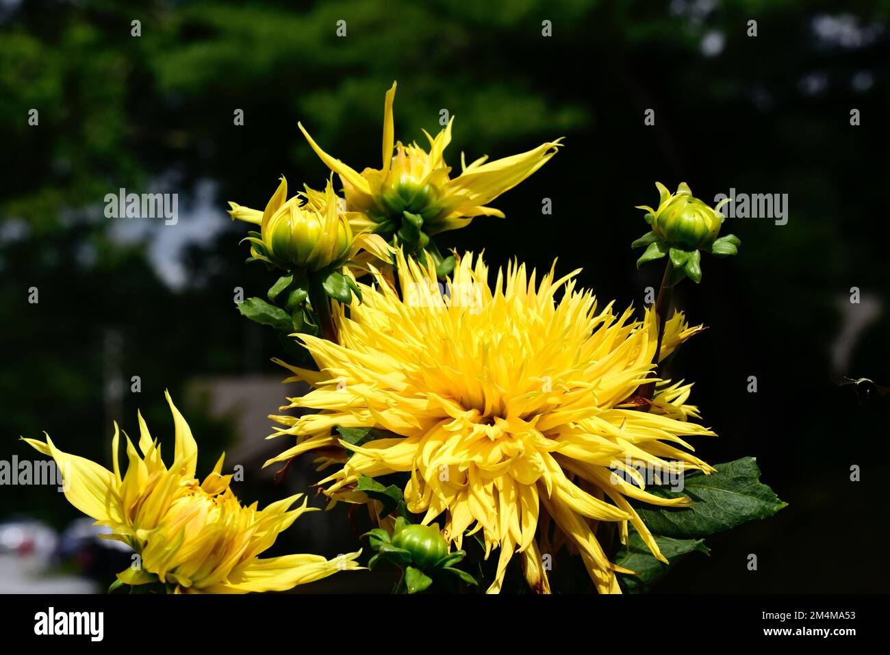A close-up shot of yellow dahlia flowers blooming in sunlight Stock ...