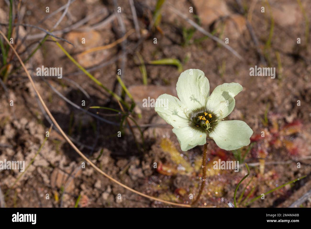 The cream/yellow flower of Drosera atrostyla in natural habitat in the ...
