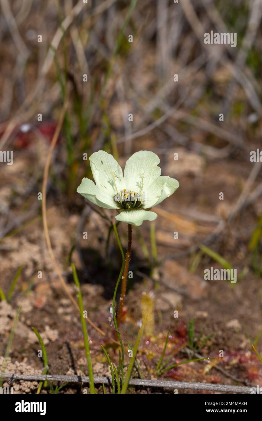 Drosera atrostyla, a carnivorous plant, seen in natural habitat in the ...
