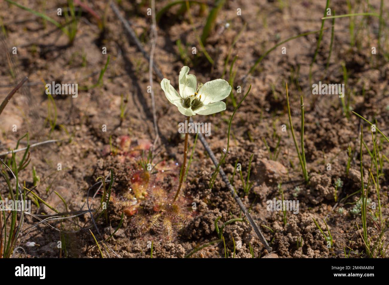 Drosera atrostyla in natural habitat south of Citrusdal in the Western ...
