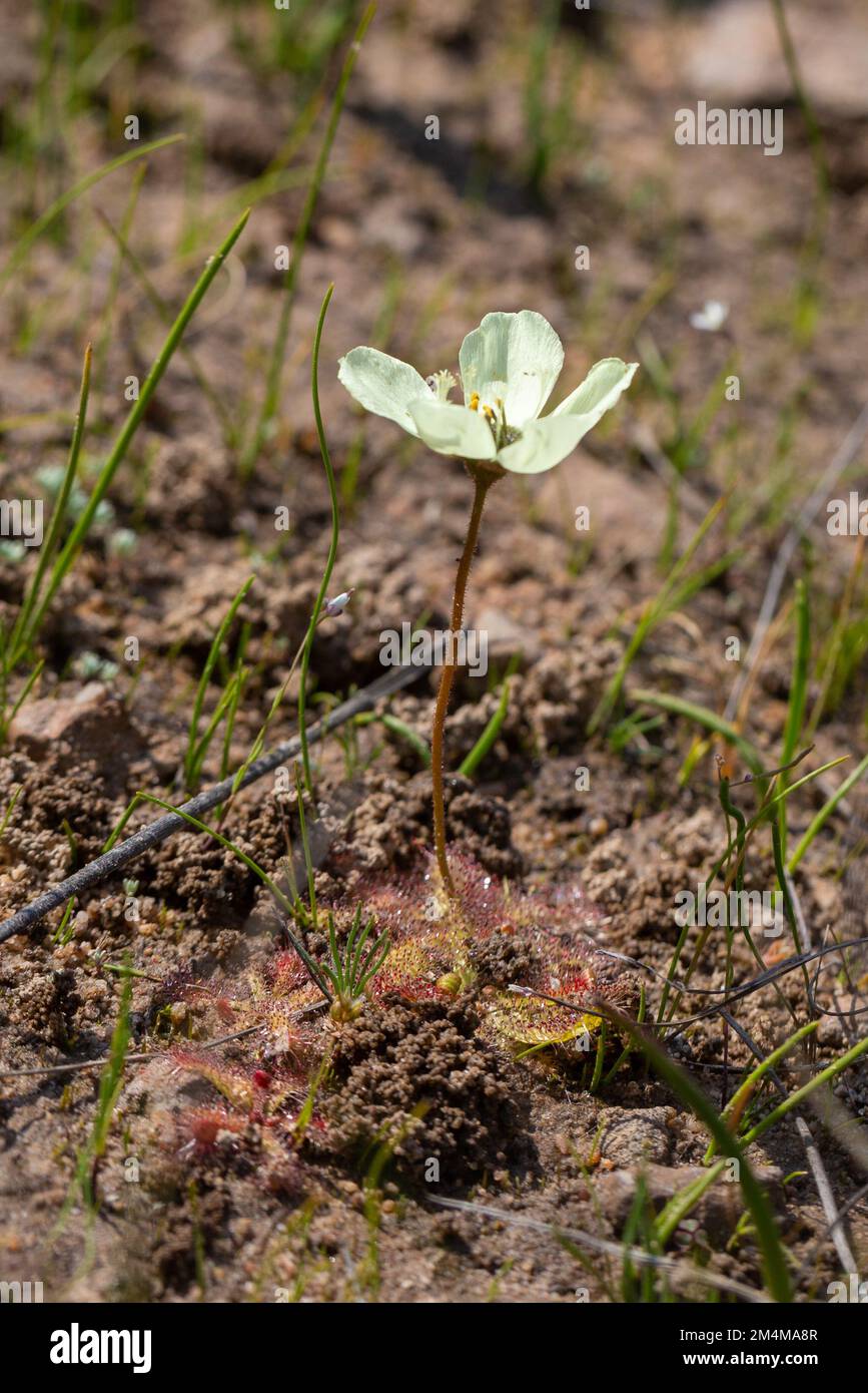 Side View of the cream/yellow flower of Drosera atrostyla taken in ...