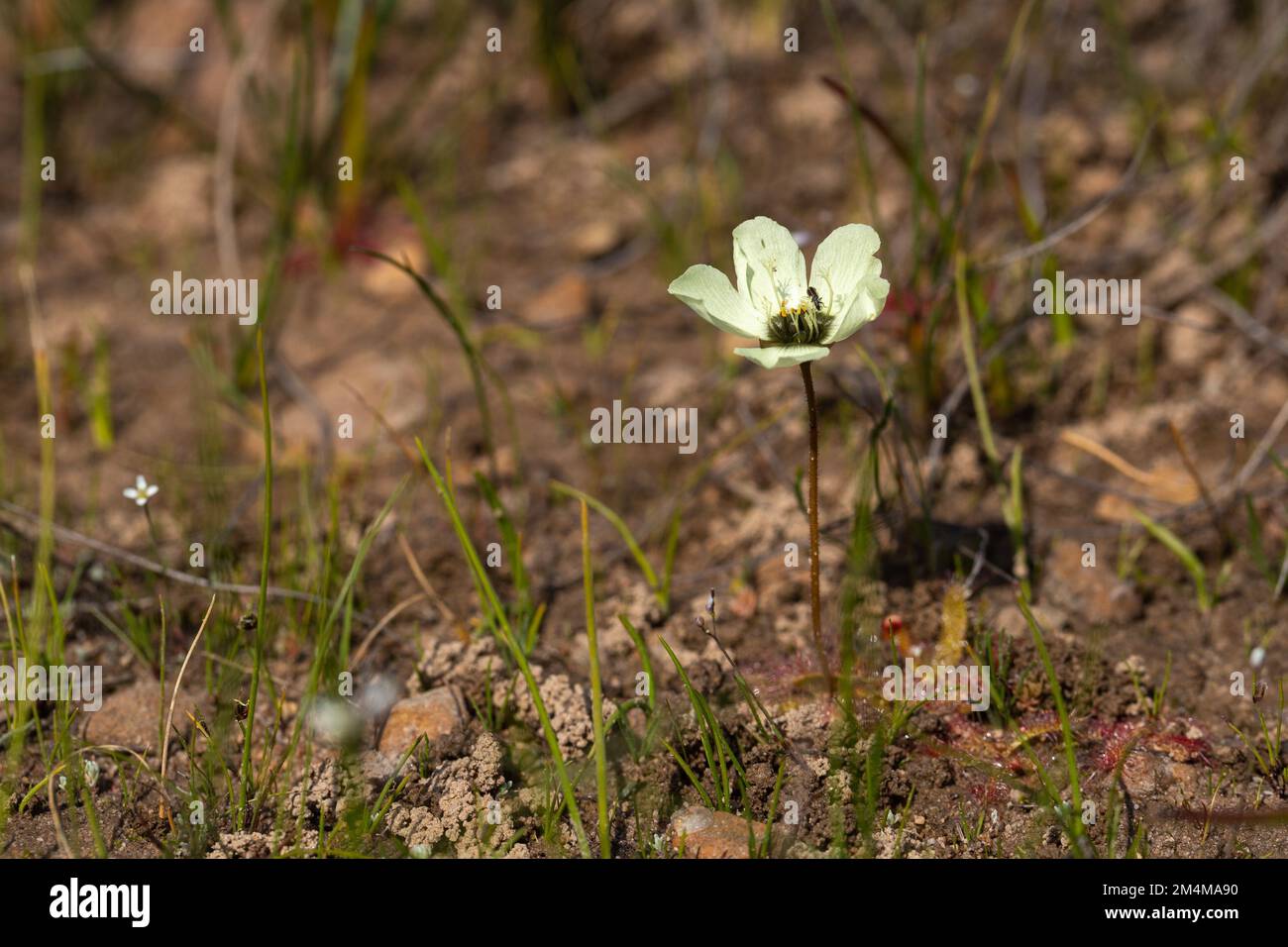 Side View of the cream/yellow flower of Drosera atrostyla taken in ...