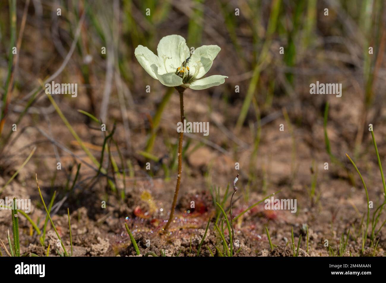 Side View of the cream/yellow flower of Drosera atrostyla taken in ...