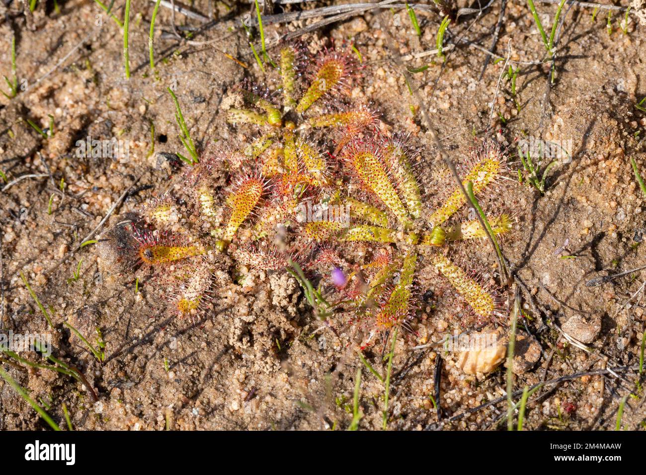 Cream cape hi-res stock photography and images - Alamy