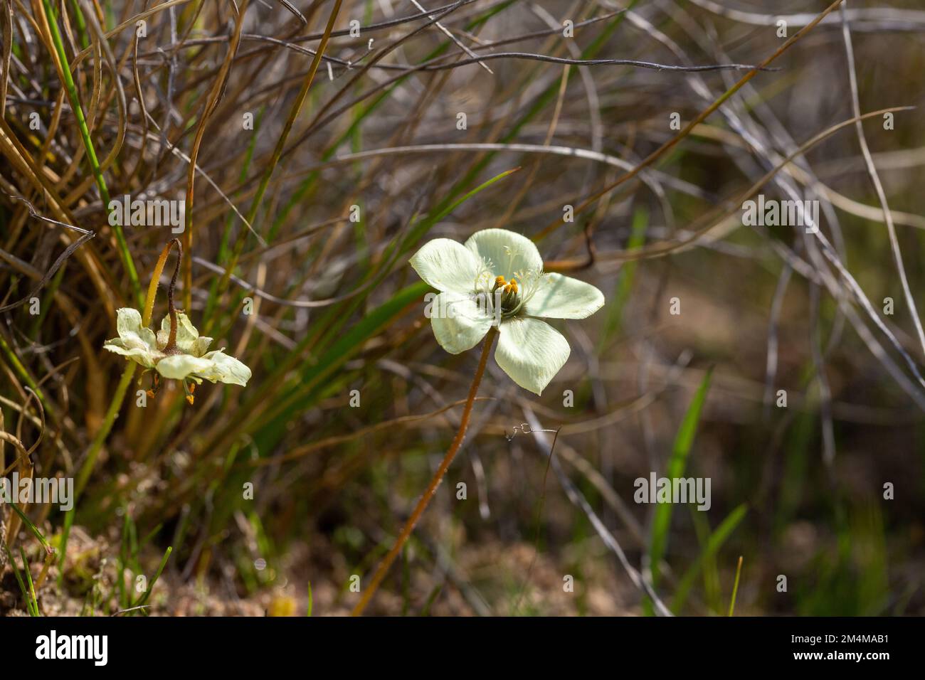 South African Wildflower: Drosera atrostyla, an endemic carnivorous ...