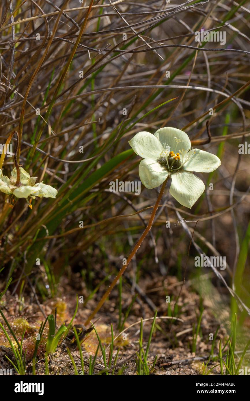 South African Wildflower: Drosera atrostyla, an endemic carnivorous ...