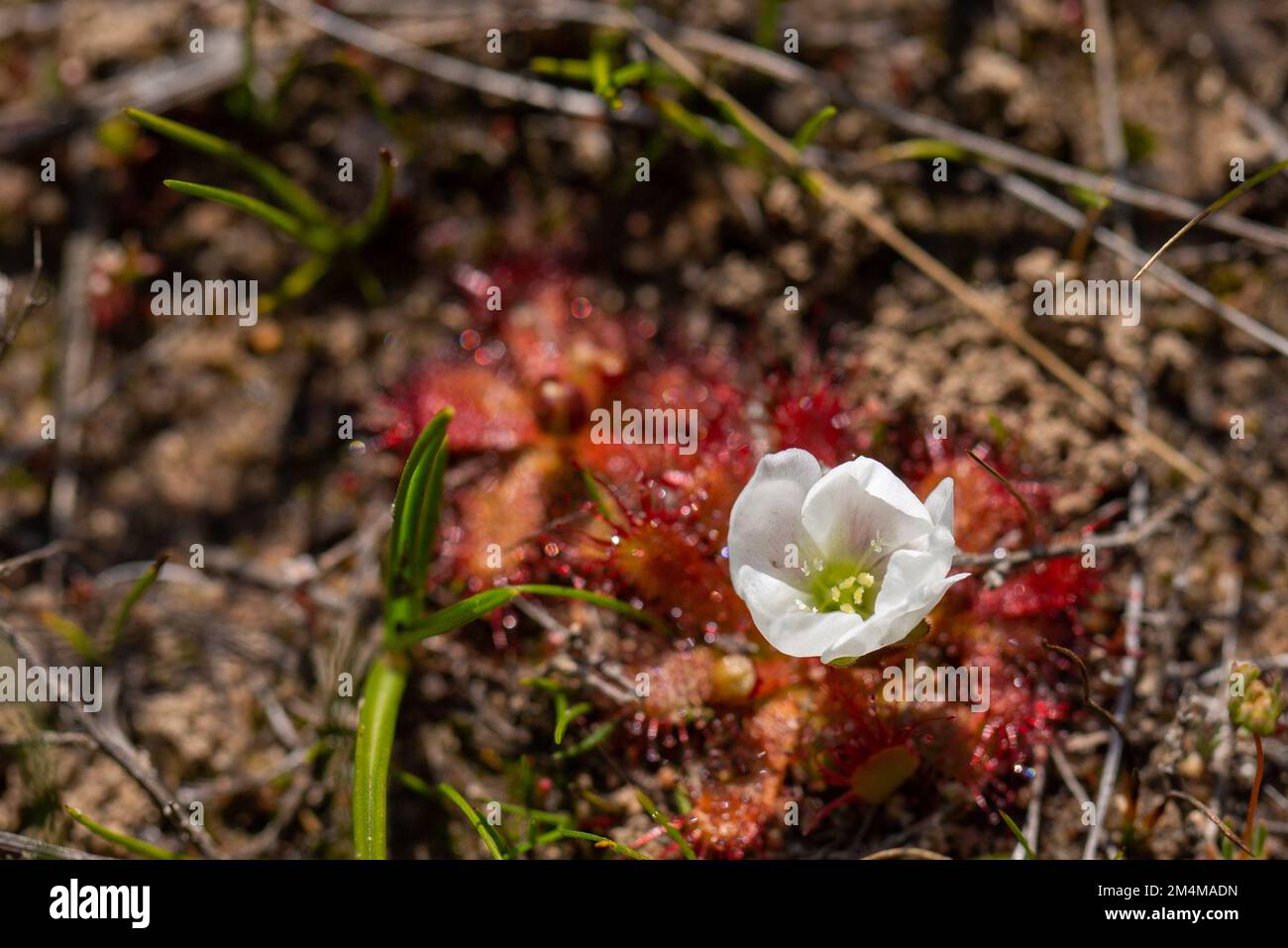Drosera acaulis (the rare white flowered form) in flower, endemic plant ...
