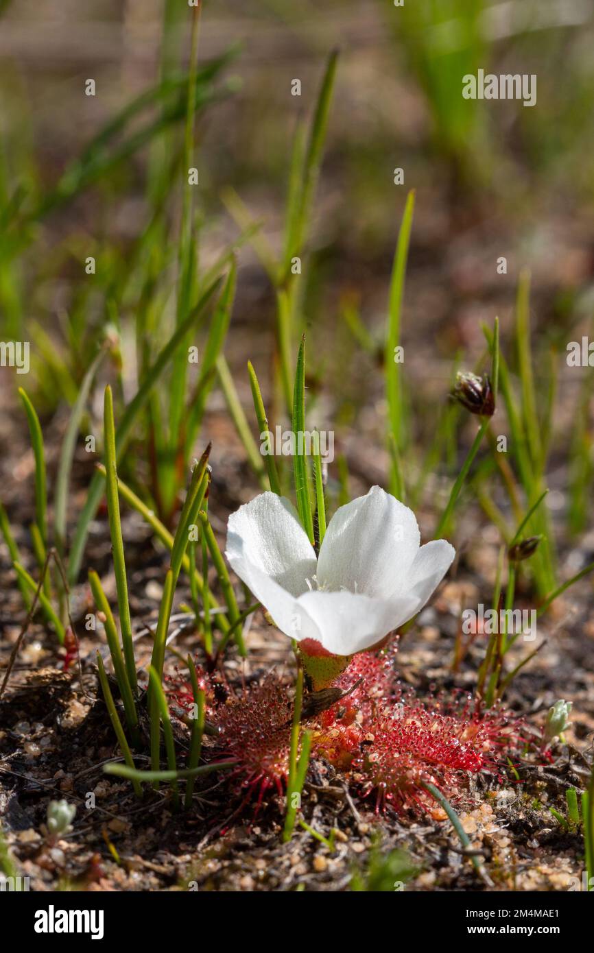 Drosera acaulis (the rare white flowered form) in flower, endemic plant ...