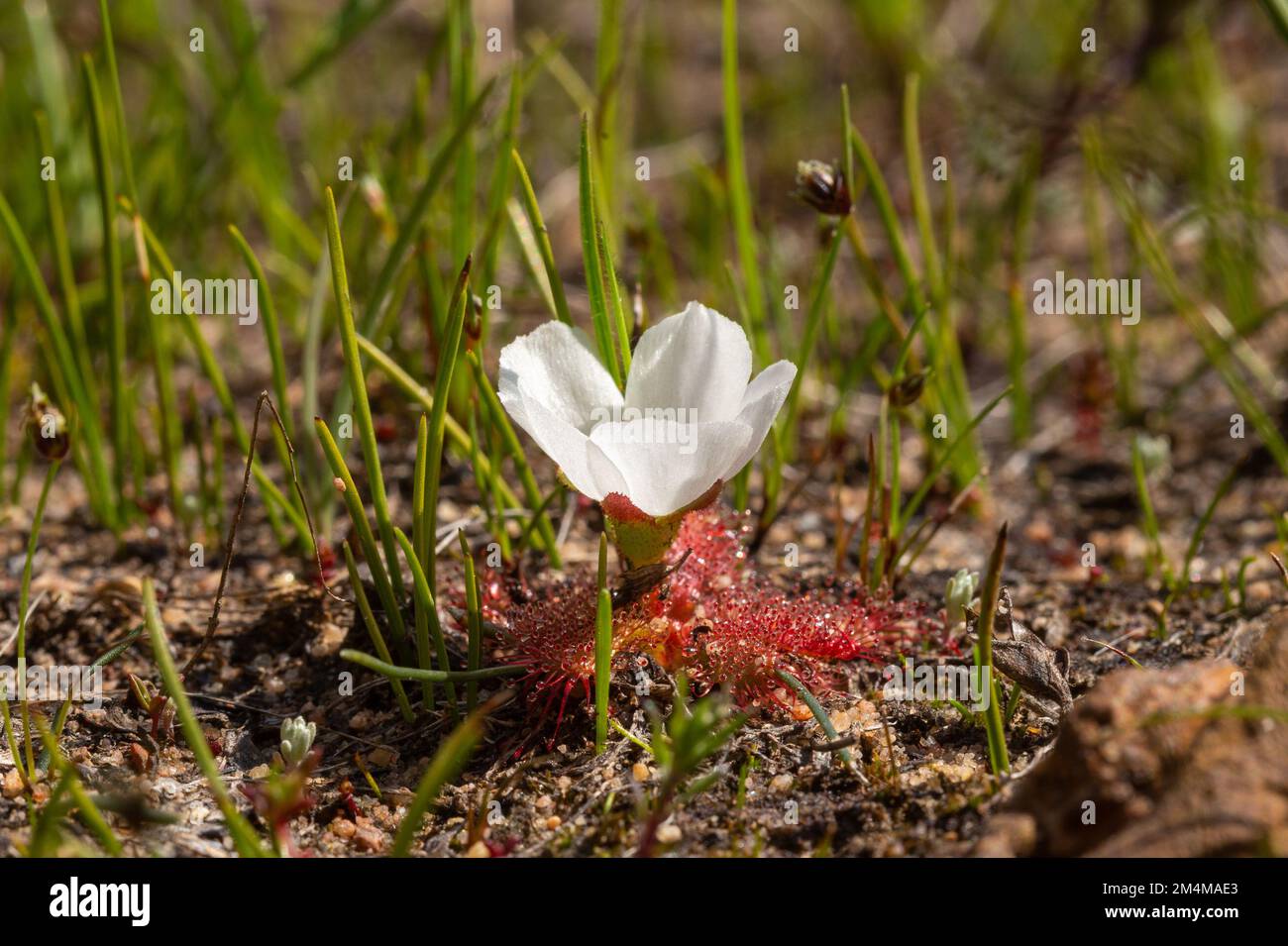 The extremely rare white flowered form of Drosera acaulis in natural ...