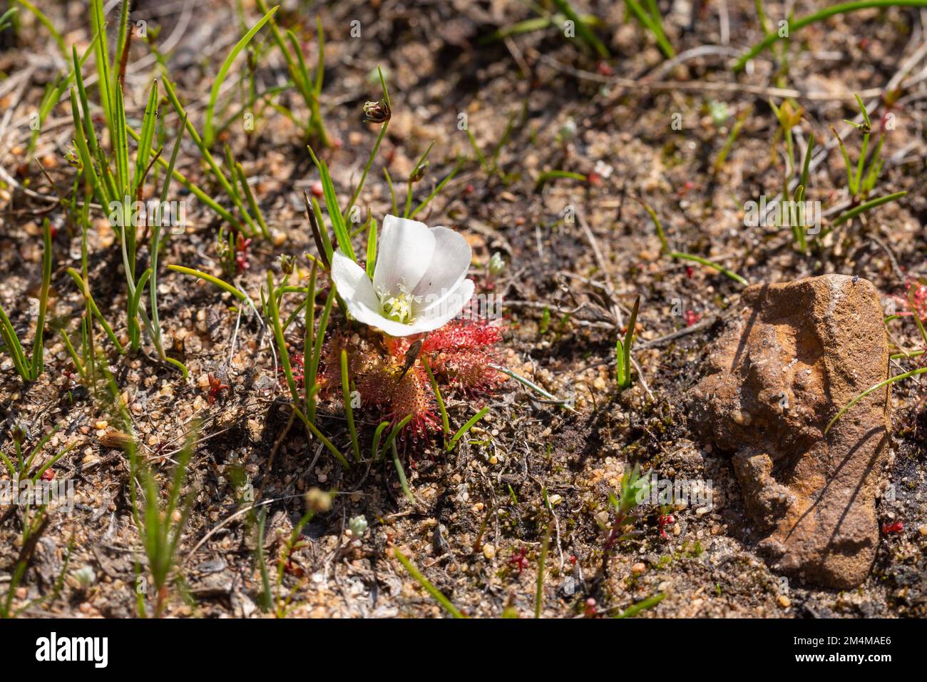 Drosera acaulis (the rare white flowered form) in flower, endemic plant ...