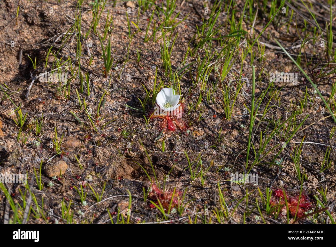 The white flowered form of Drosera acaulis in natural habitat in the ...