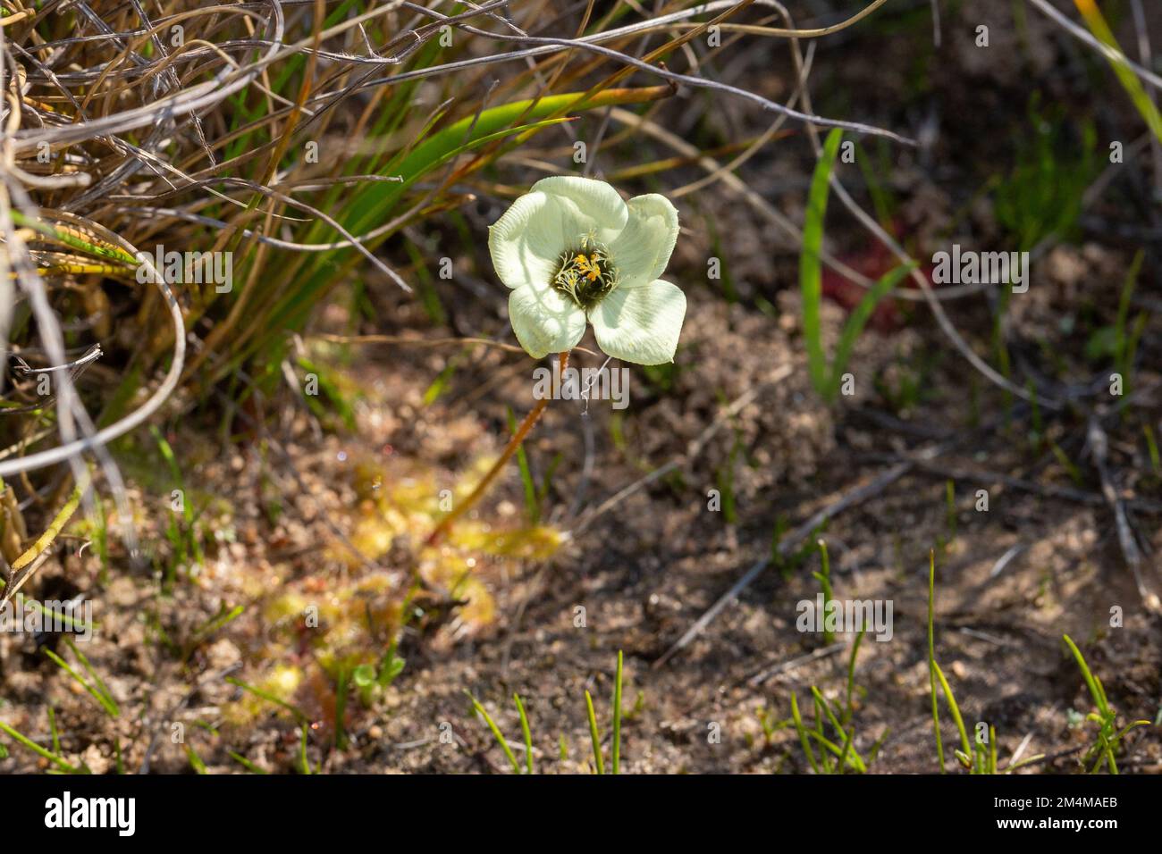 South African Wildflower: Drosera atrostyla, an endemic carnivorous ...