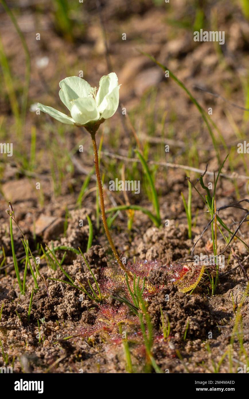 Side View of the flower scape of Drosera atrostyla seen in natural ...