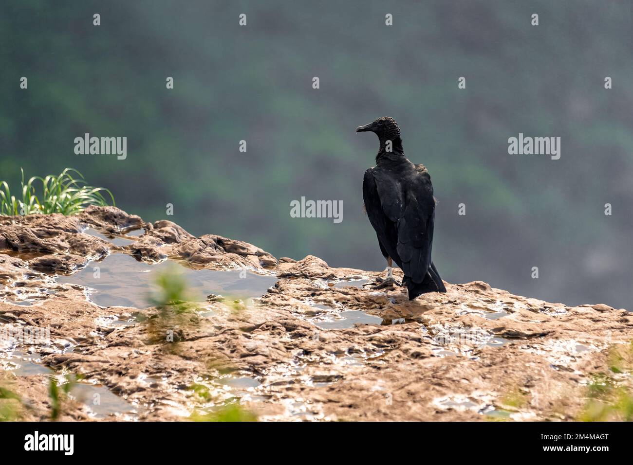 Black white andean condor hi-res stock photography and images - Alamy