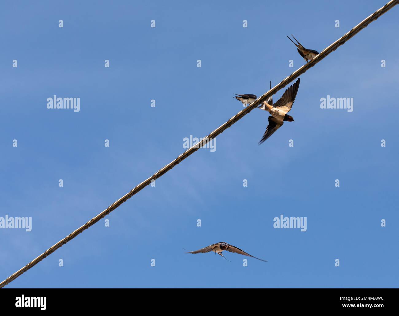 Electric wire with cutlery swallows and other flying swallows, on blue ...