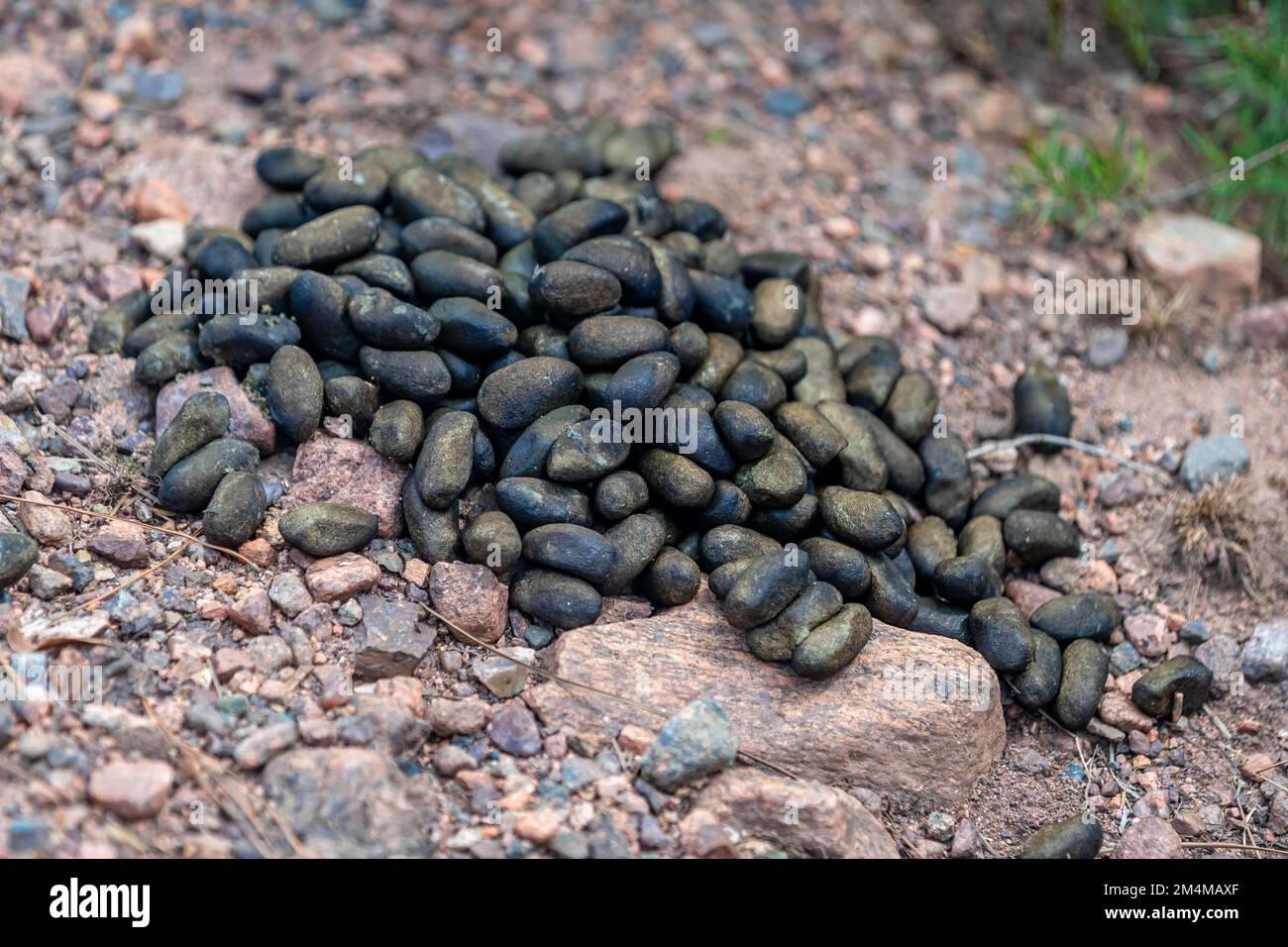animal droppings in the mountains in nature Stock Photo - Alamy