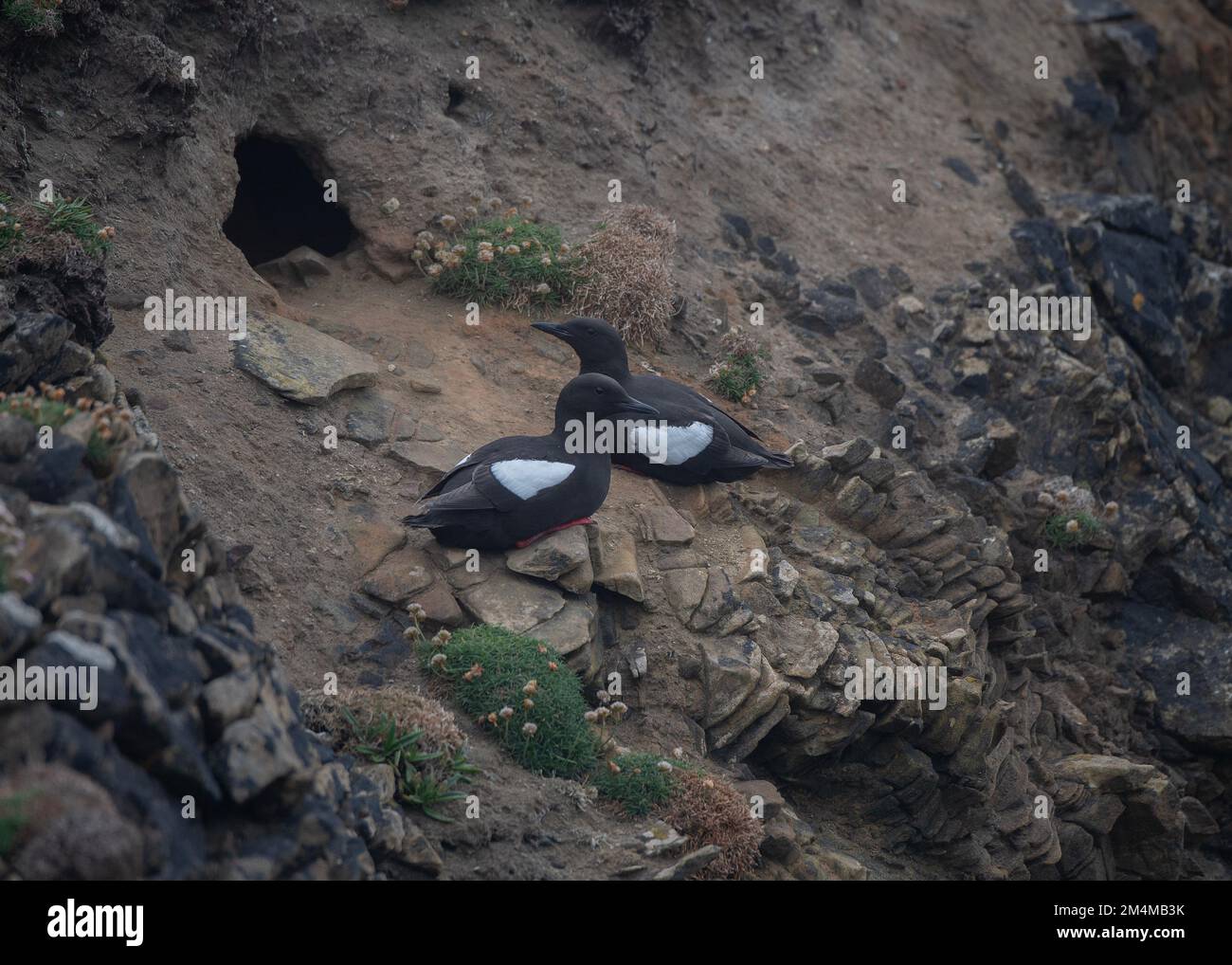 Black Guillemot (Cepphus grylle), tystie, pair sitting on cliff ...