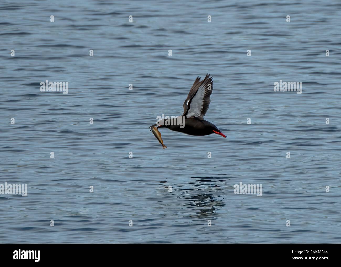 Black Guillemot (Cepphus grylle), tystie, with fish, Mousa Sound ...