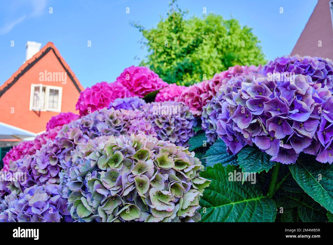 Flowering hydrangeas in a front yard in Gudhjem, Bornholm island ...