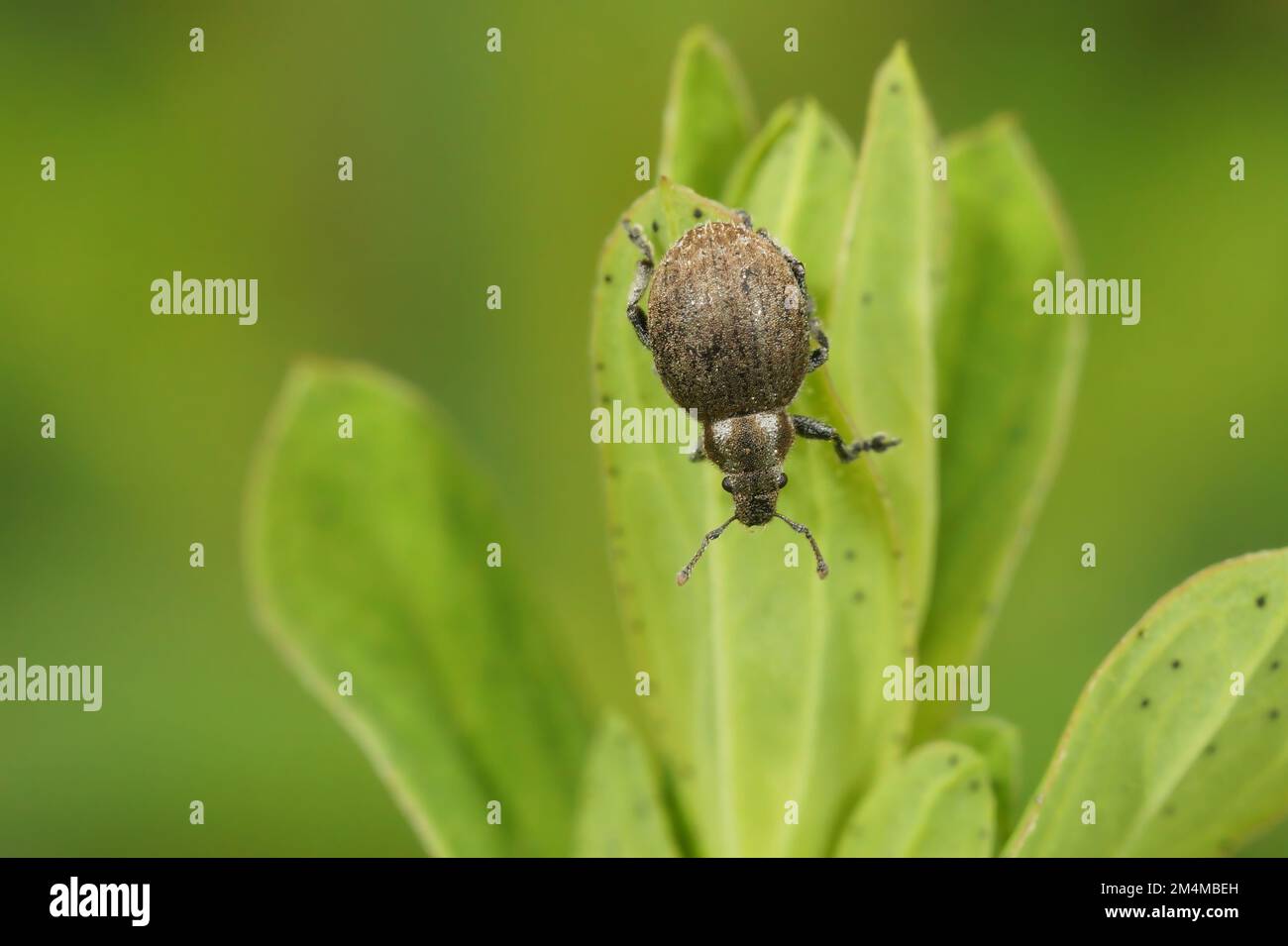 Natural closeup of a grey weevil species, Philopedon plagiatus hanging ...