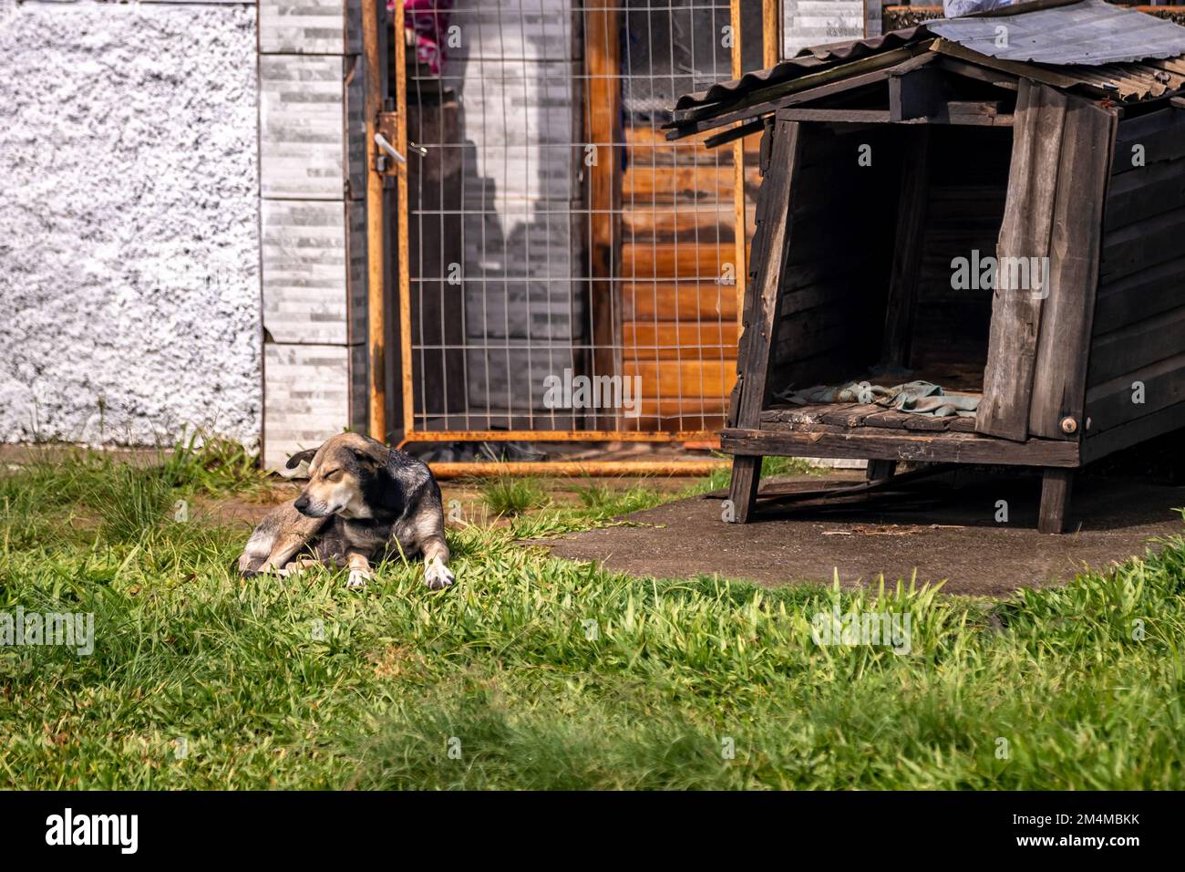 dogs on the street of the rural South America Stock Photo - Alamy