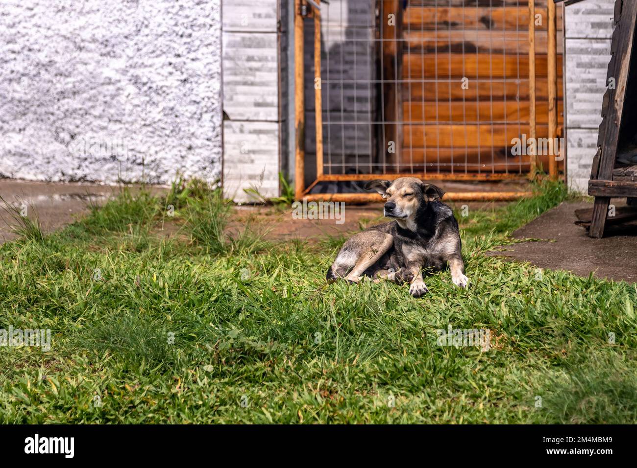 dogs on the street of the rural South America Stock Photo - Alamy