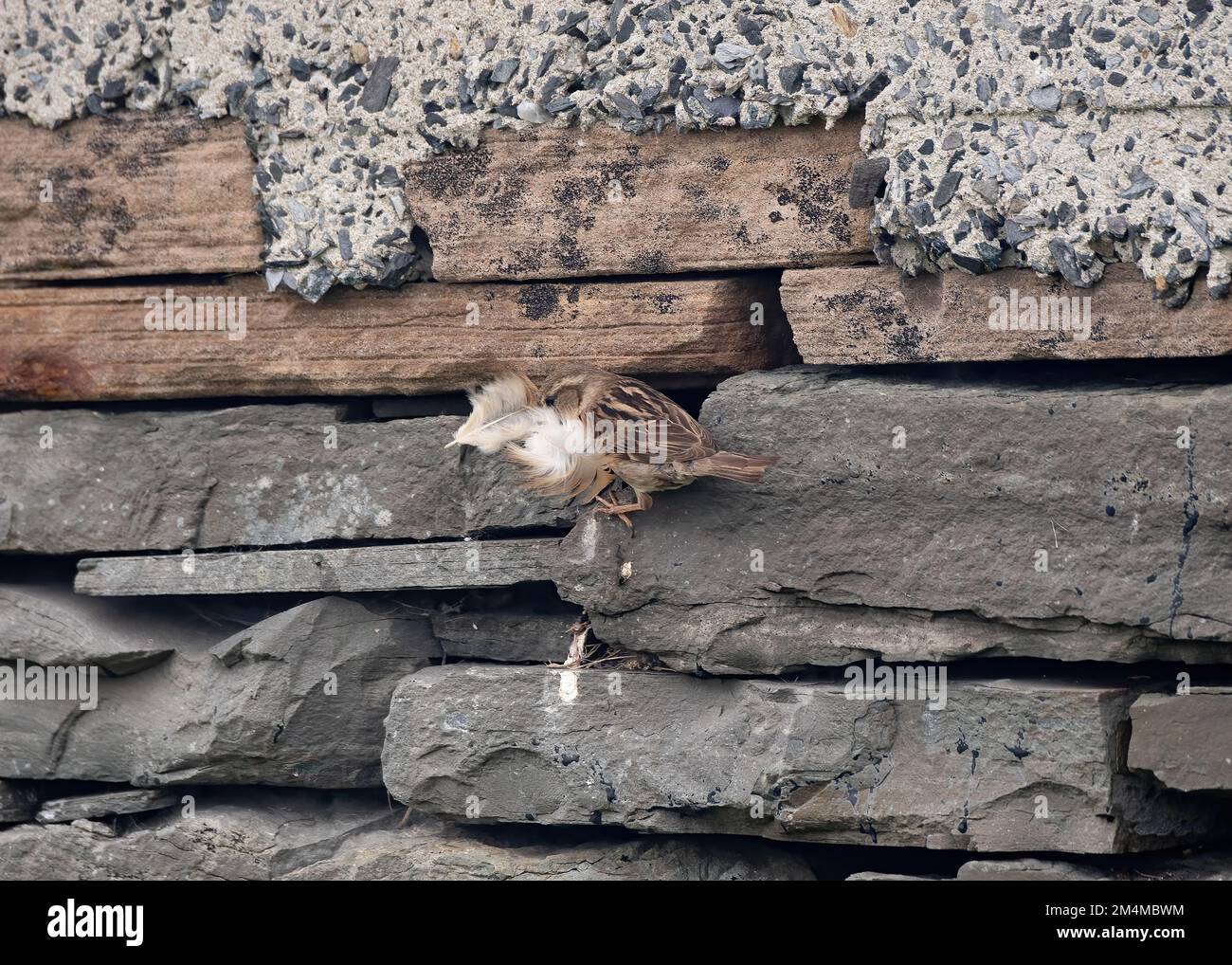 House Sparrow (Passer domesticus), bringing in feather for its nest ...