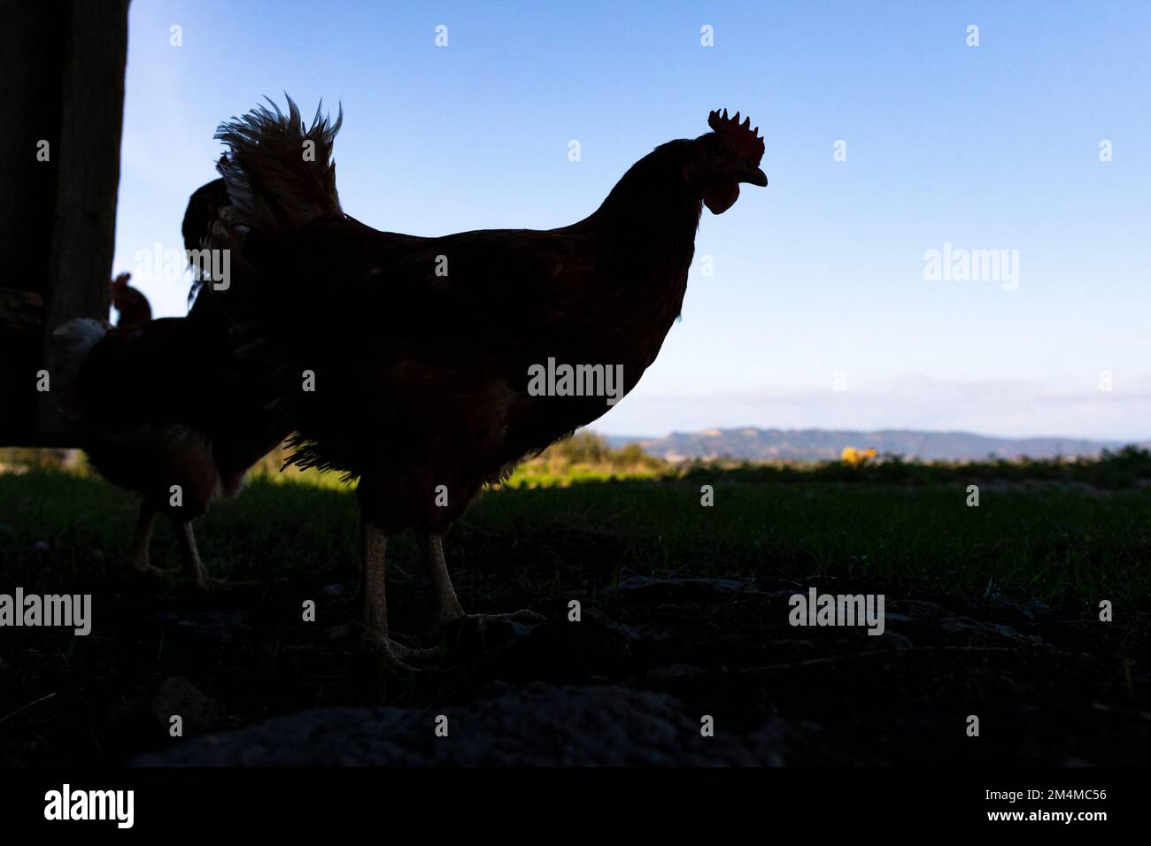 Corral bird hi-res stock photography and images - Alamy