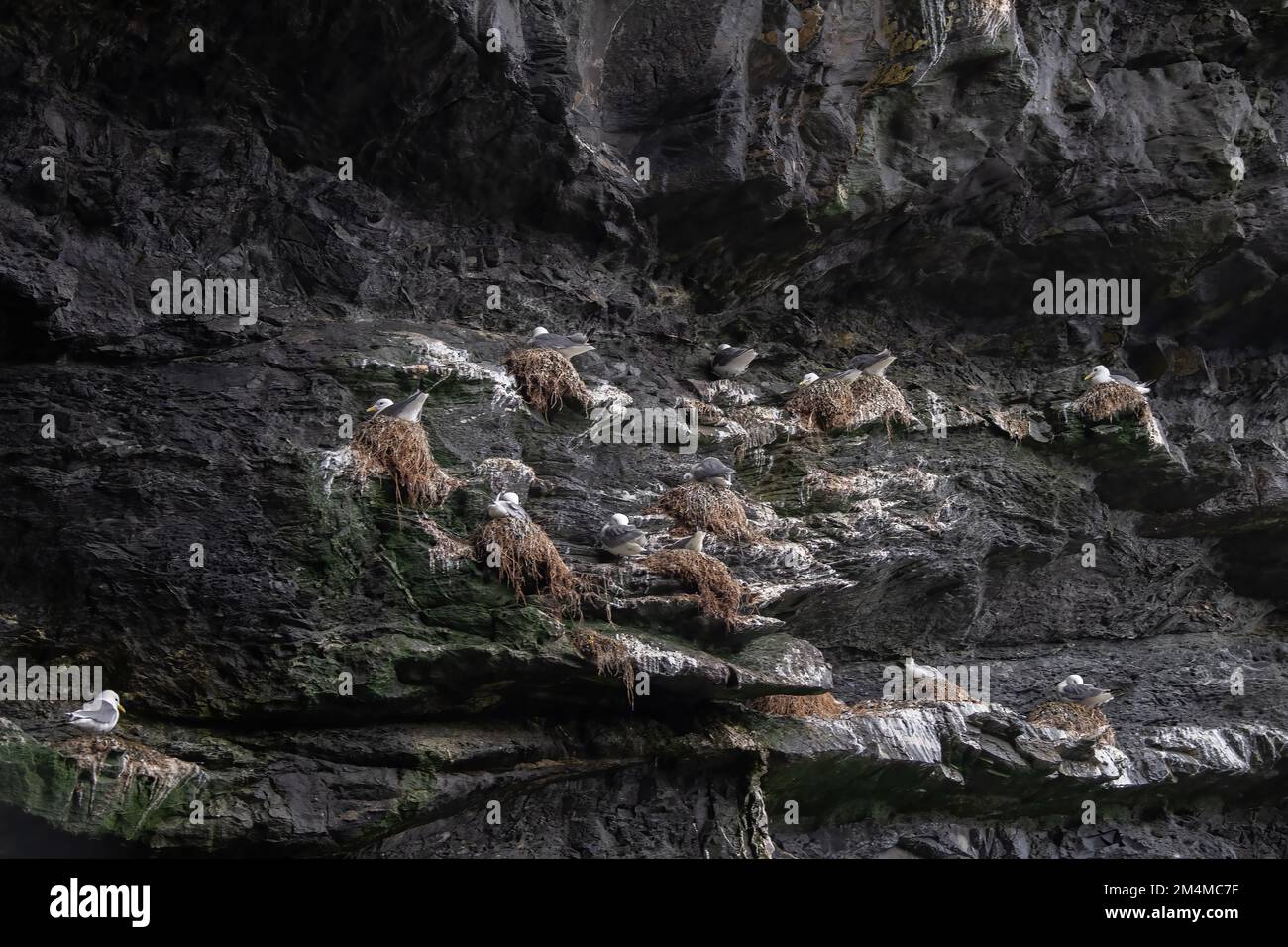 Kittiwake (Rissa tridactyla), on nesting ledges, Noss NNR, Shetland ...