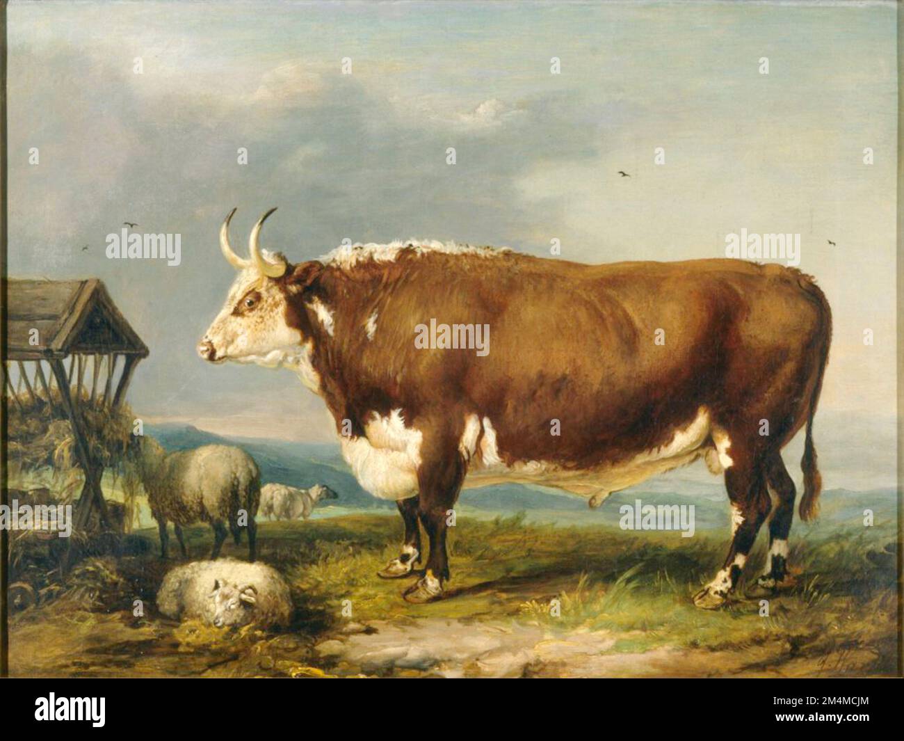 James Ward - Hereford Bull with Sheep by a Haystack Stock Photo - Alamy