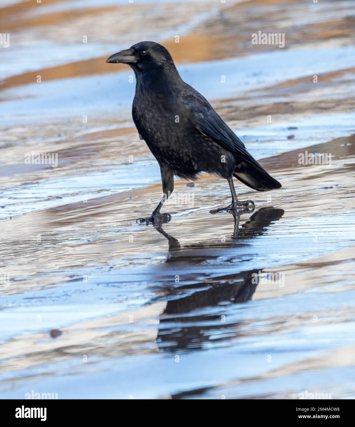 Learnt to surf hi-res stock photography and images - Alamy