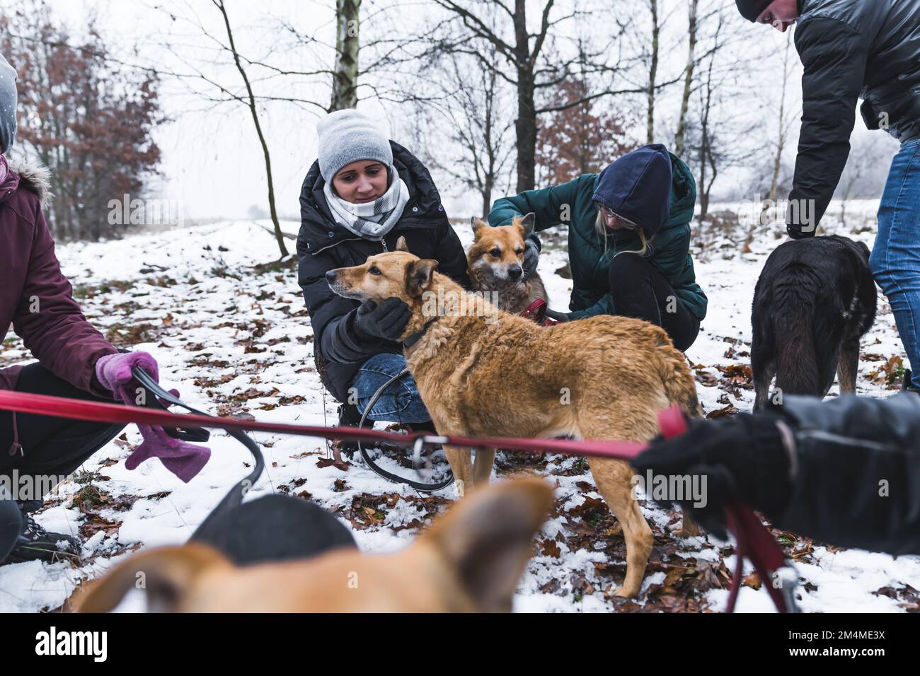 Group stray dogs hi-res stock photography and images - Alamy