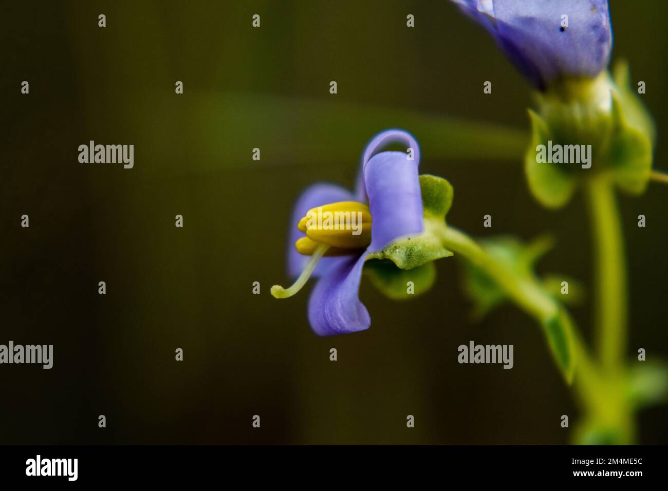 Exacum hi-res stock photography and images - Alamy